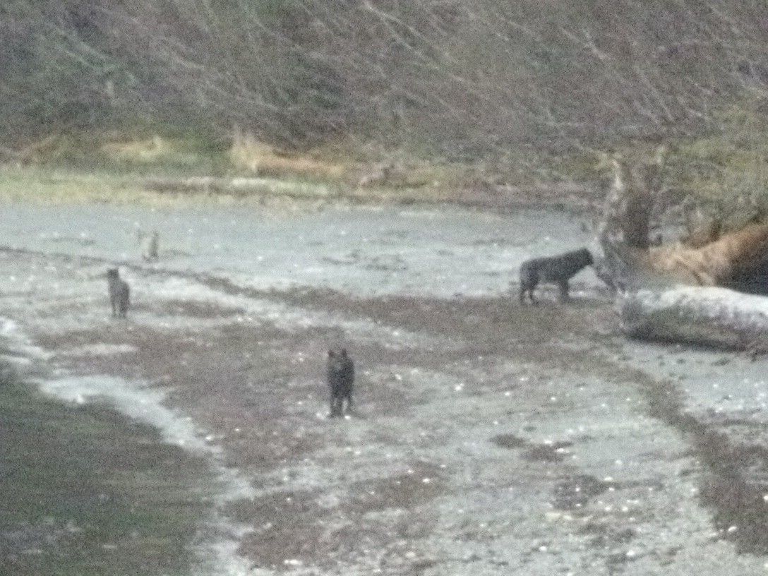 Never Cry Wolf – Garrison Gibson: books and blog